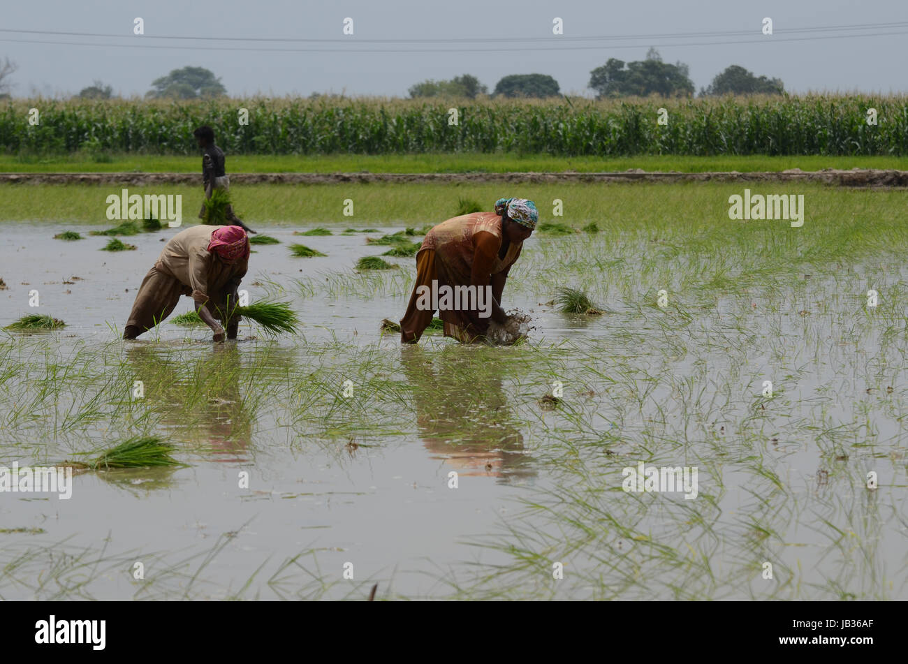 Lahore, Pakistan. 09th June, 2017. Pakistani farmers busy in sapling ...