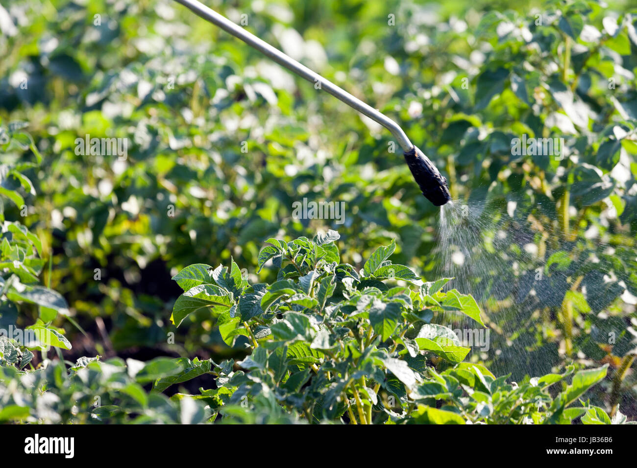 Protecting potatoes spray hand spray, Selective focur and small depth ...