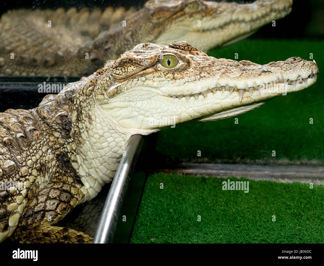 Close-up alligator head Stock Photo - Alamy