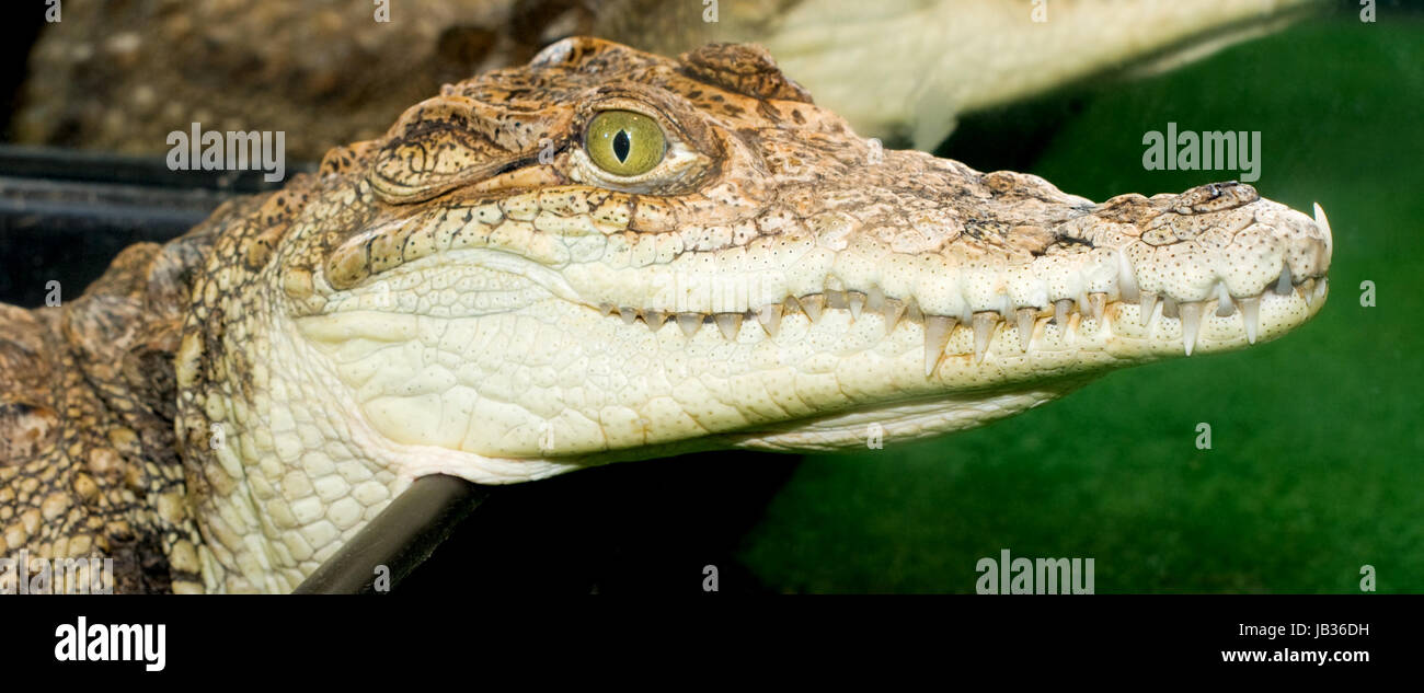 Close-up alligator head Stock Photo - Alamy