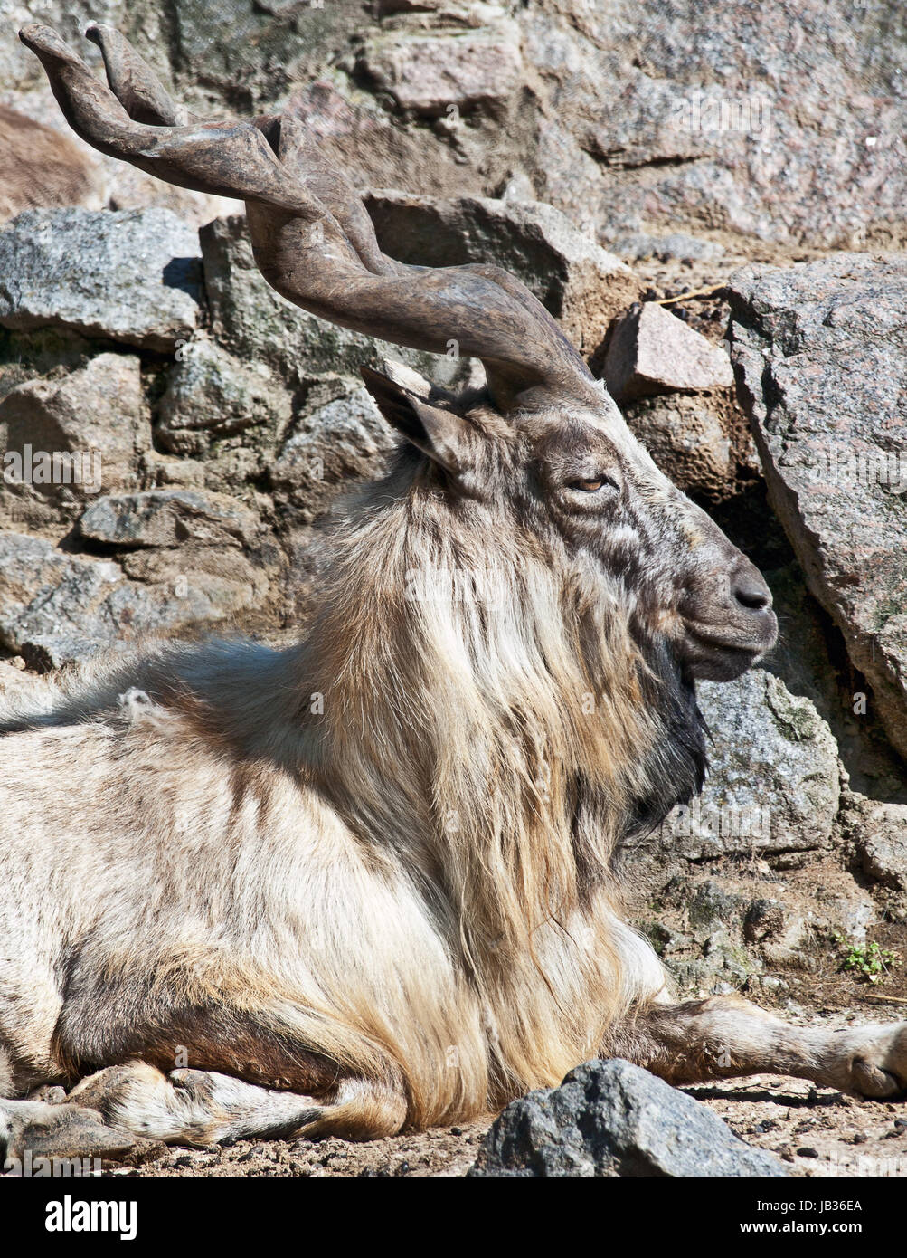 Markhor male (Capra falconeri) among the rocks Stock Photo - Alamy