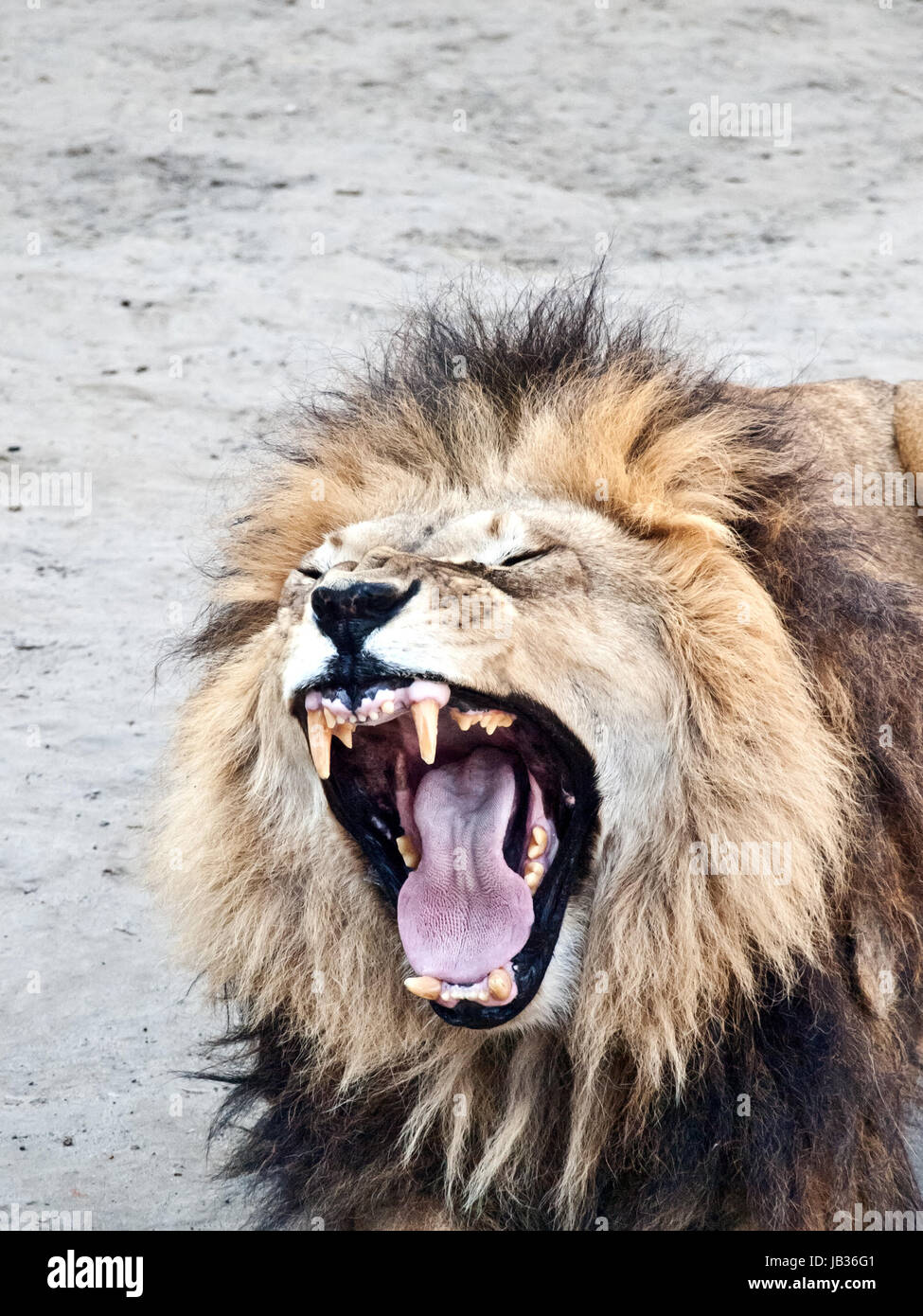 Teethwide hi-res stock photography and images - Alamy