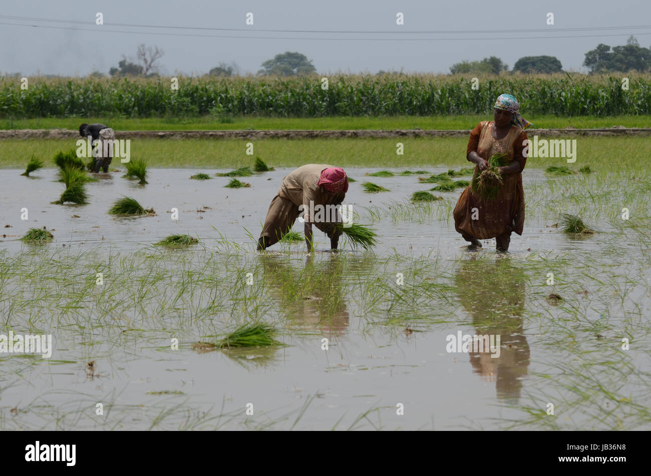 Lahore, Pakistan. 09th June, 2017. Pakistani farmers busy in sapling ...
