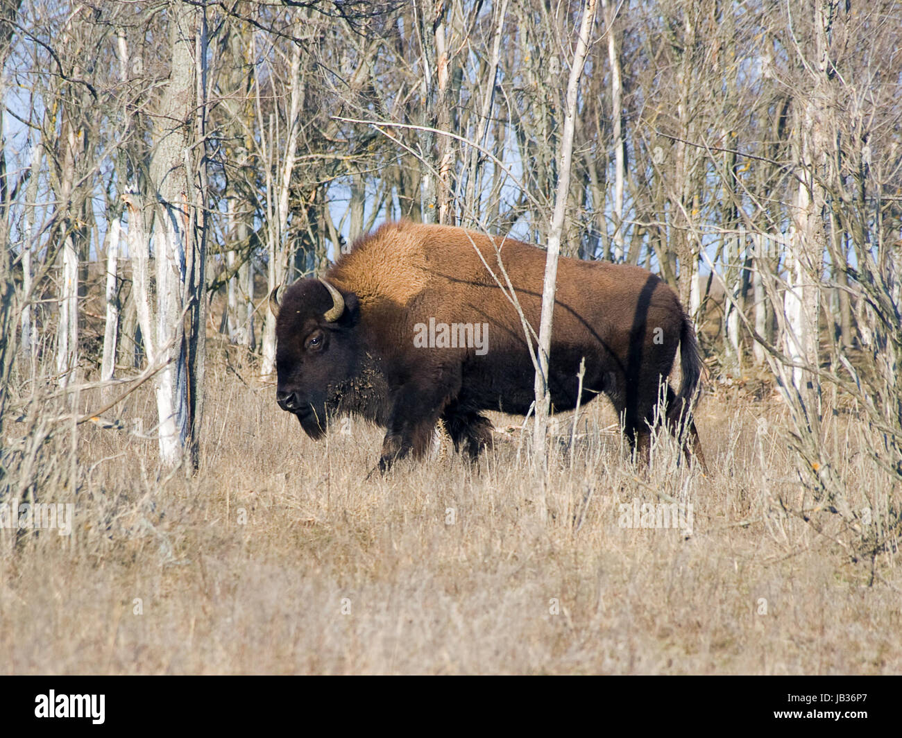 A huge bison in nature reservation Stock Photo - Alamy