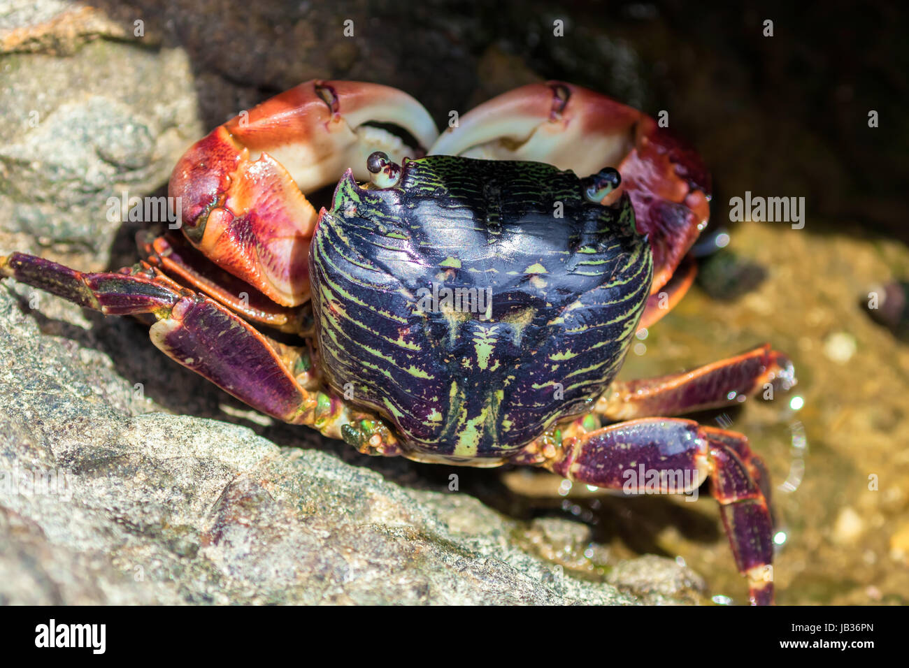 Striped shore crab Pachygrapsus crassipes, Point Lobos State Natural ...