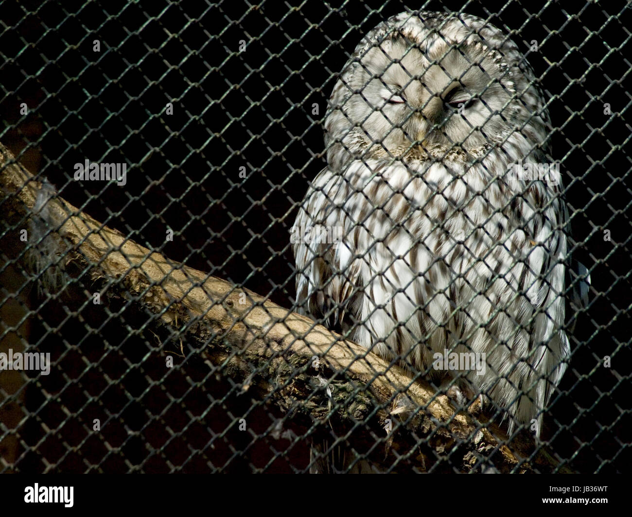 An owl behind bars Stock Photo - Alamy