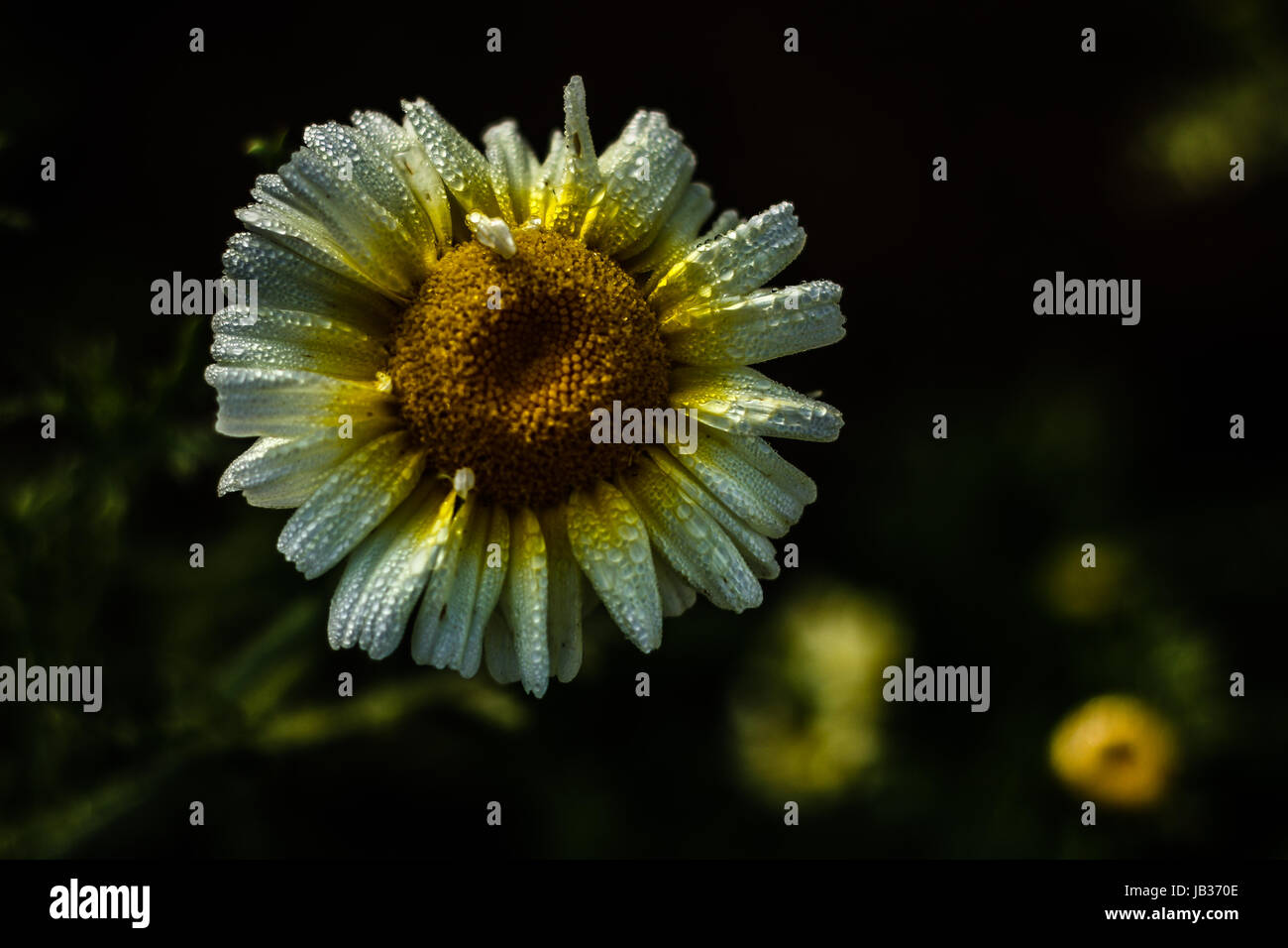 Blooming of flower Stock Photo - Alamy