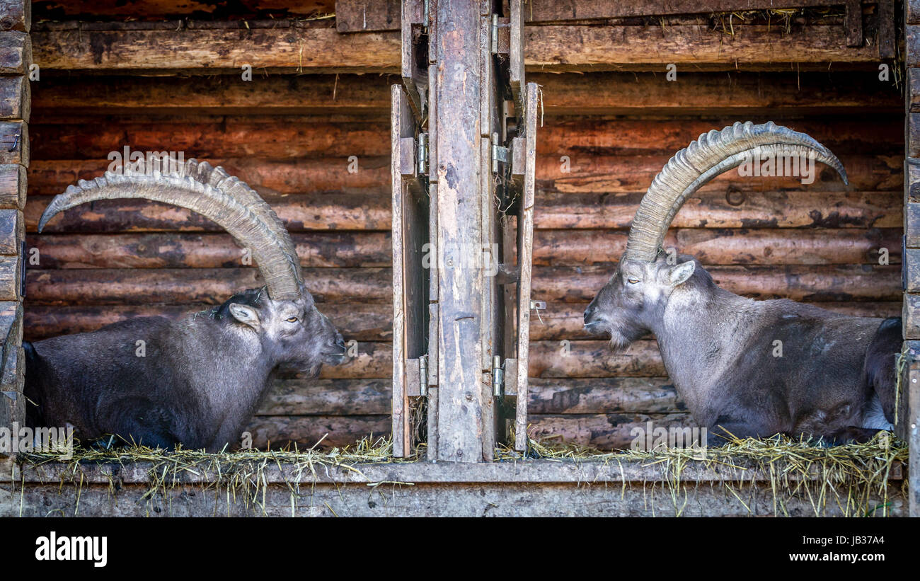 Two Alpine Ibex bucks sitting in a wooden shelter opposite each other ...