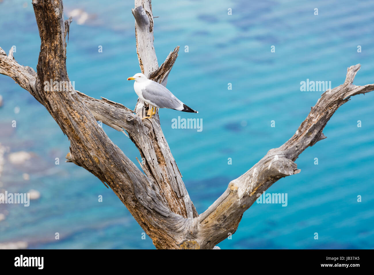 Seagull standing on dead tree, branch, wood Stock Photo - Alamy