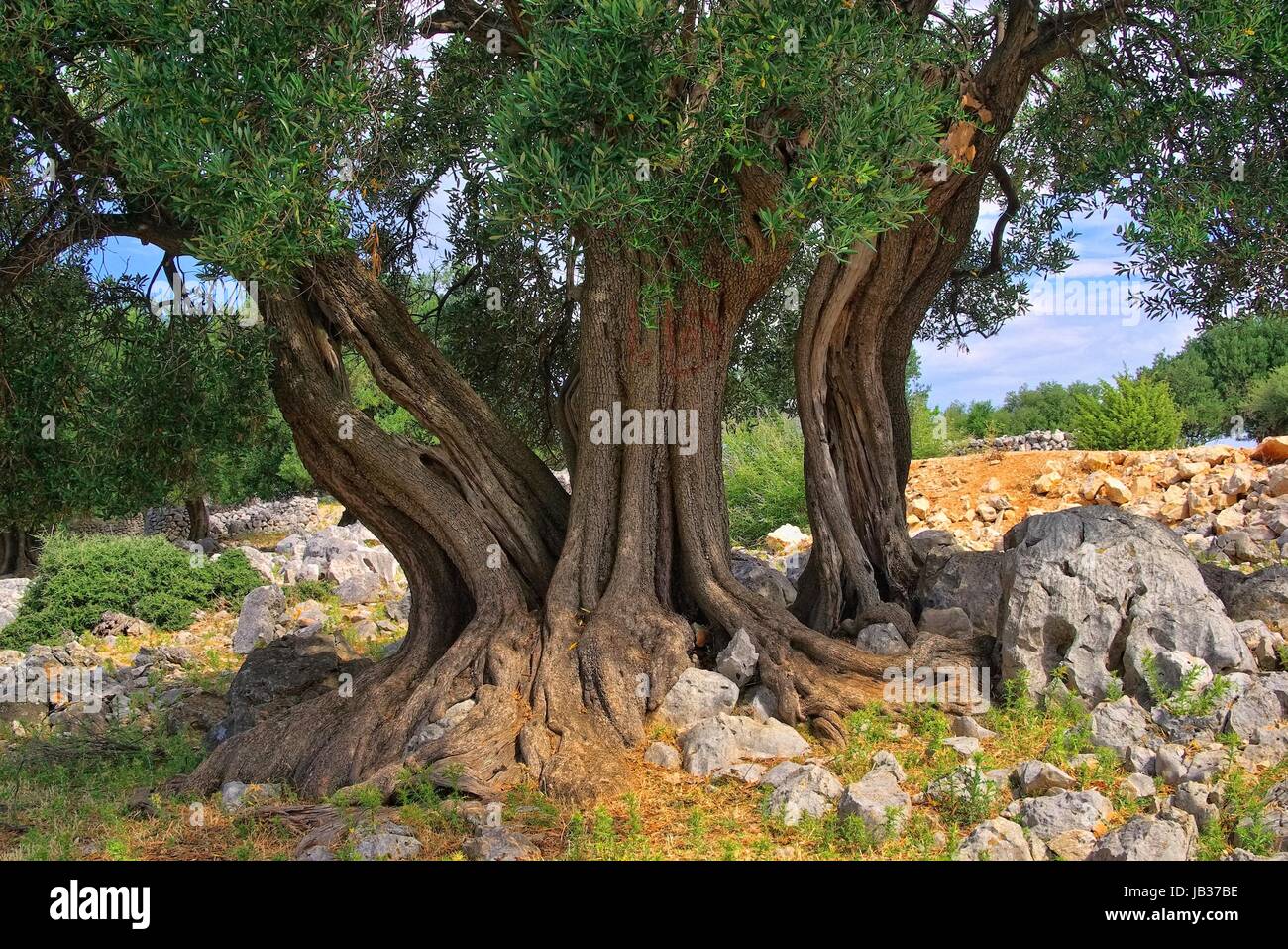 Olivenbaum Stamm - olive tree trunk 11 Stock Photo - Alamy