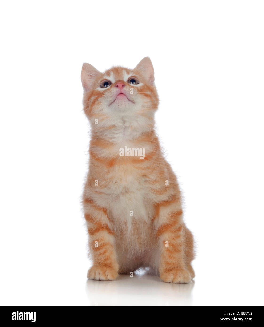Cat Lookin High Resolution Stock Photography and Images - Alamy