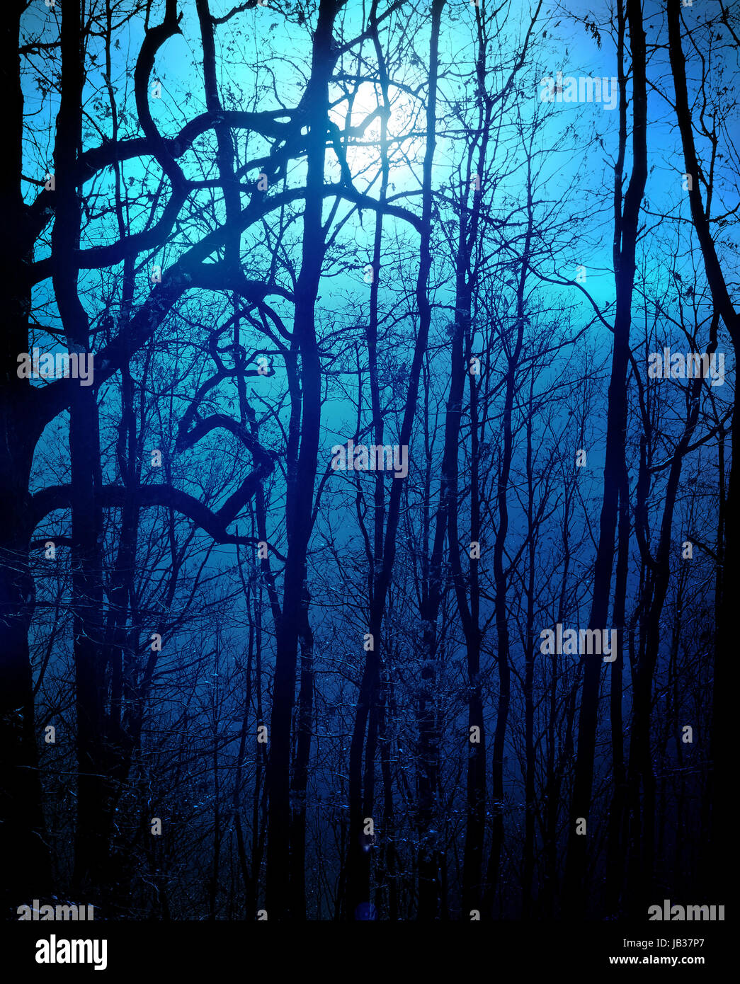 dark forest with moonlight Stock Photo - Alamy