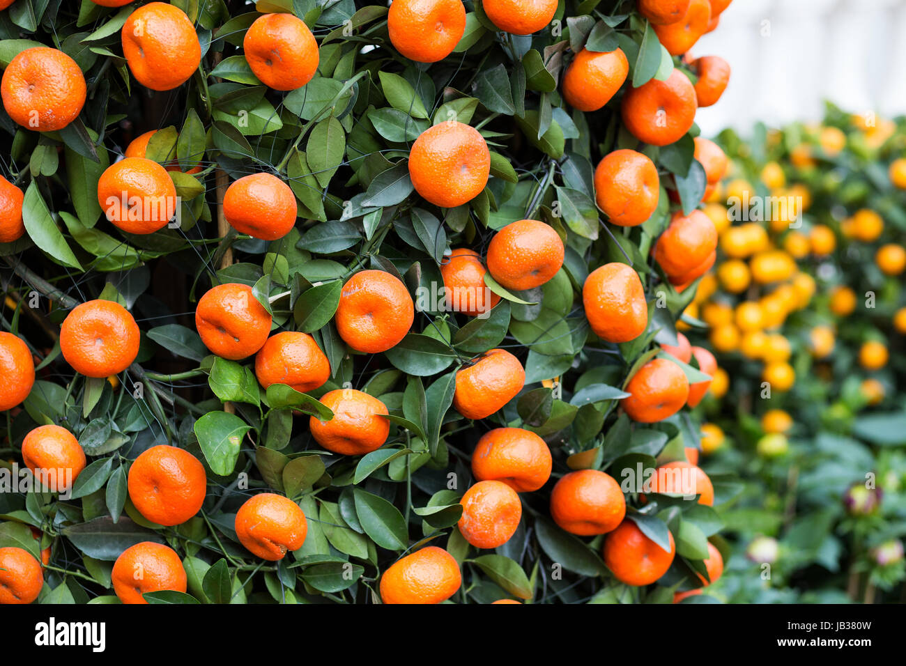 Citrus Fruit for chinese new year Stock Photo - Alamy