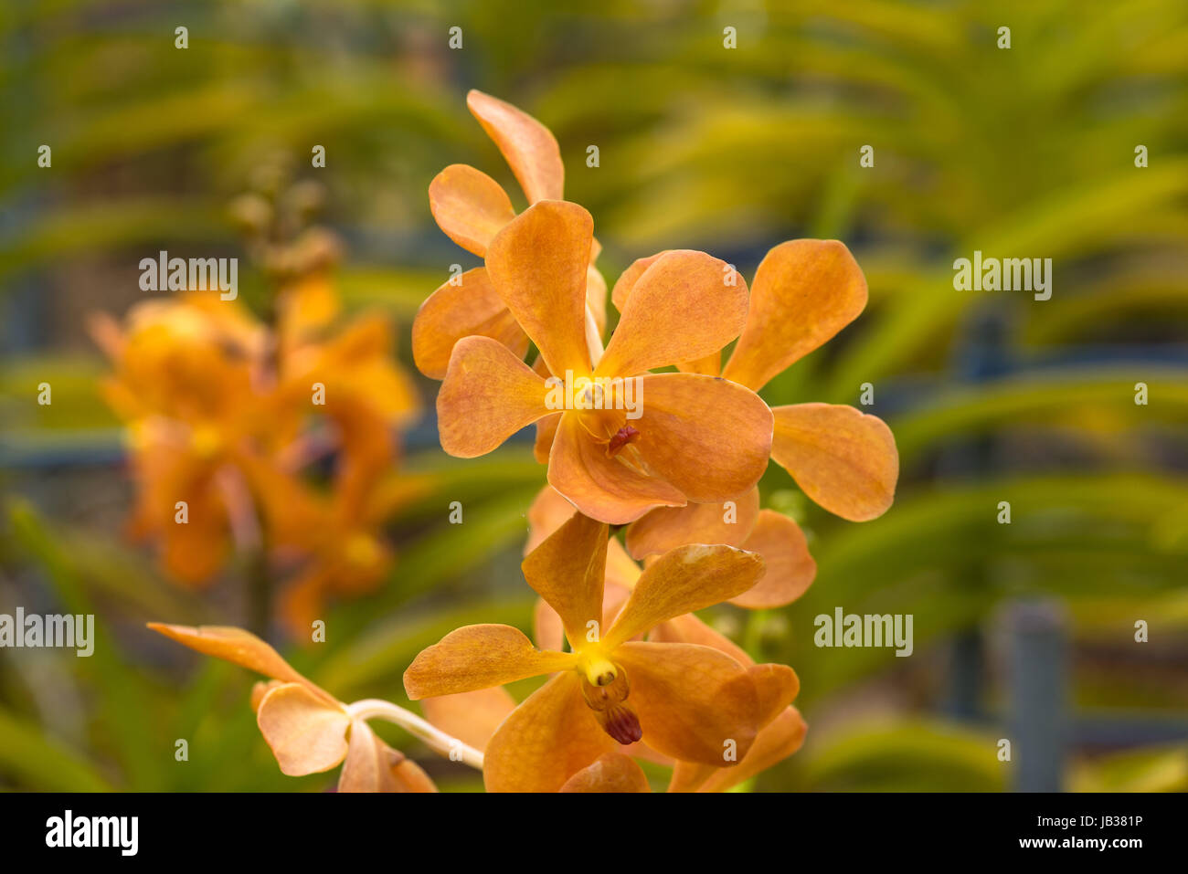 Orange vanda orchids hi-res stock photography and images - Alamy