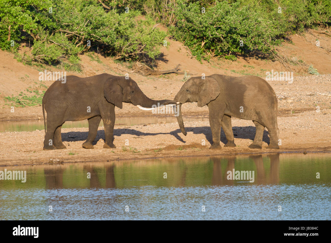African elephant mass hi-res stock photography and images - Alamy