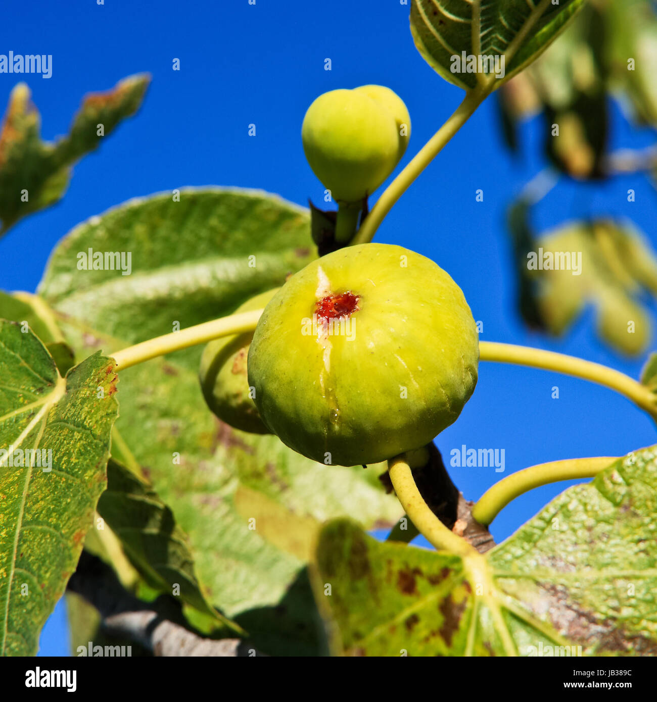 ripe fig on the tree Stock Photo - Alamy