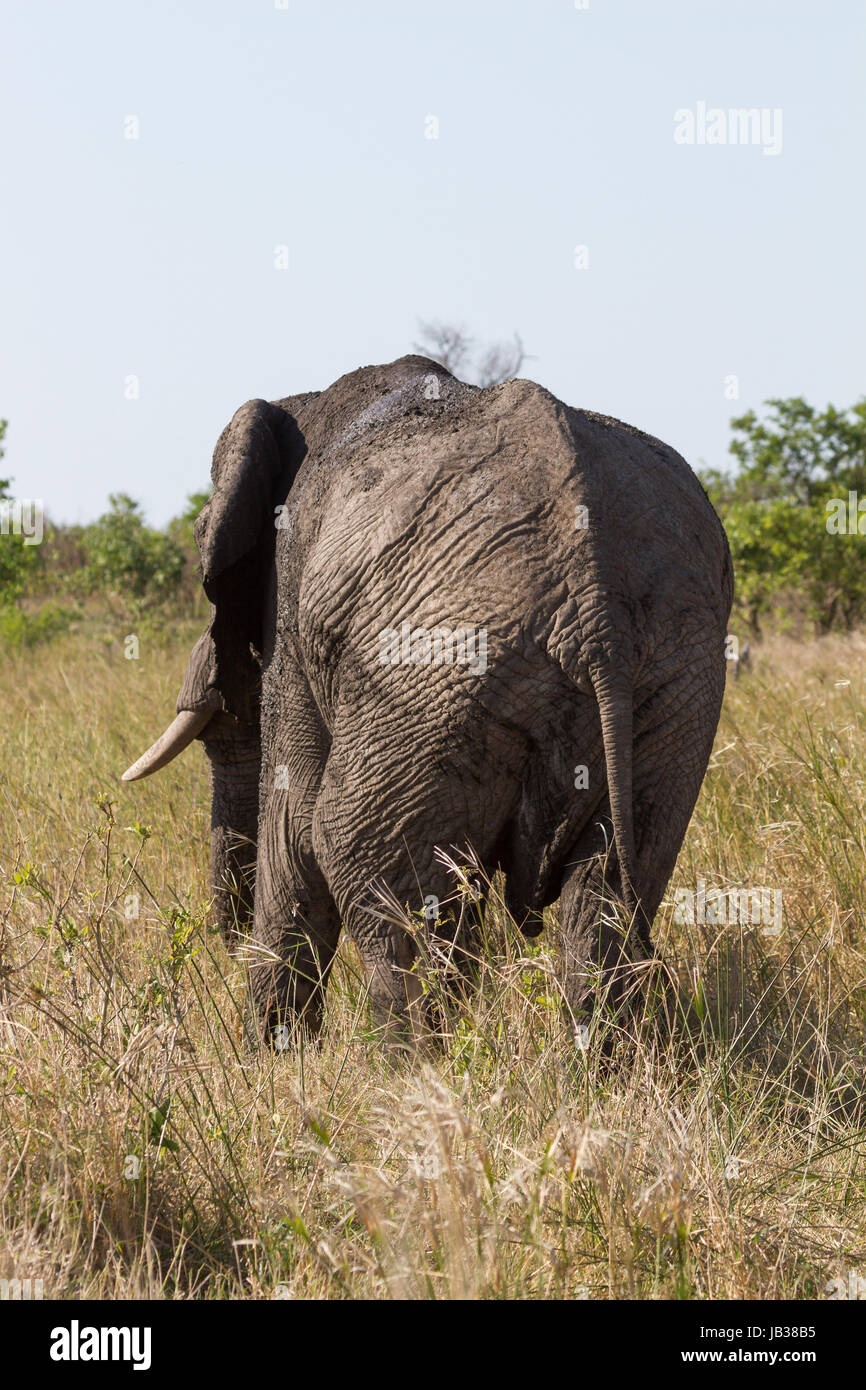 African elephant mass hi-res stock photography and images - Alamy