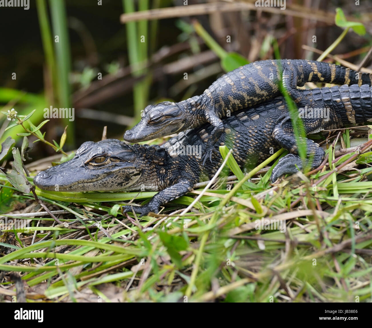 Small everglades alligators hi-res stock photography and images - Alamy