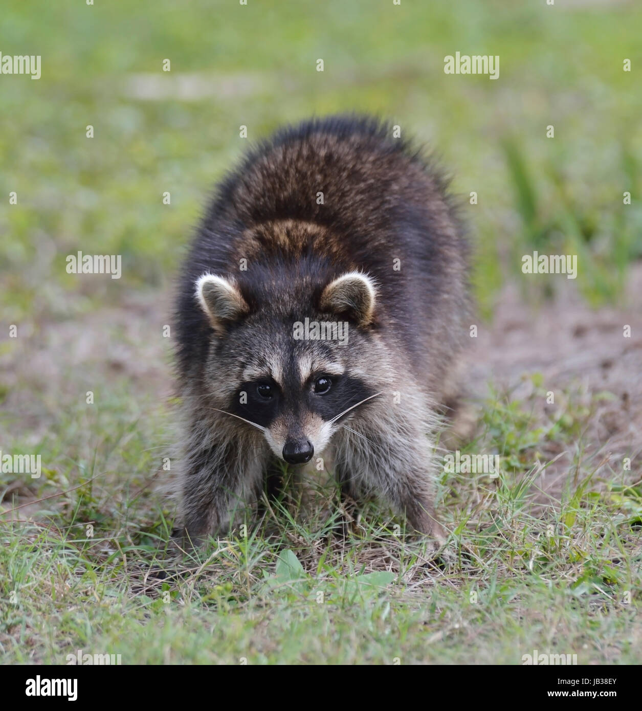 Young Raccoon In Florida Park Stock Photo - Alamy