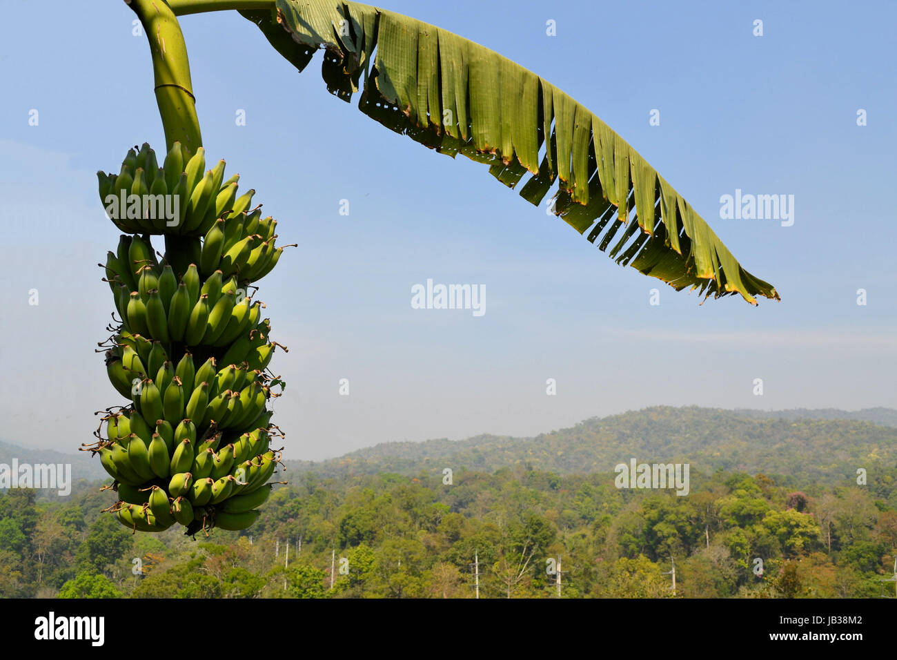 A bunch of bananas hanging from a banana tree in Thailand Stock Photo ...