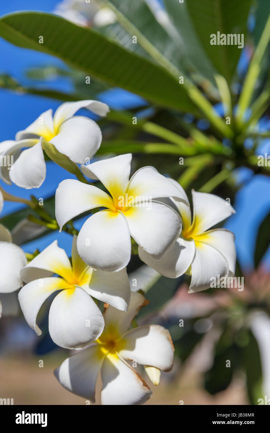 Blossom frangipani tree hi-res stock photography and images - Alamy