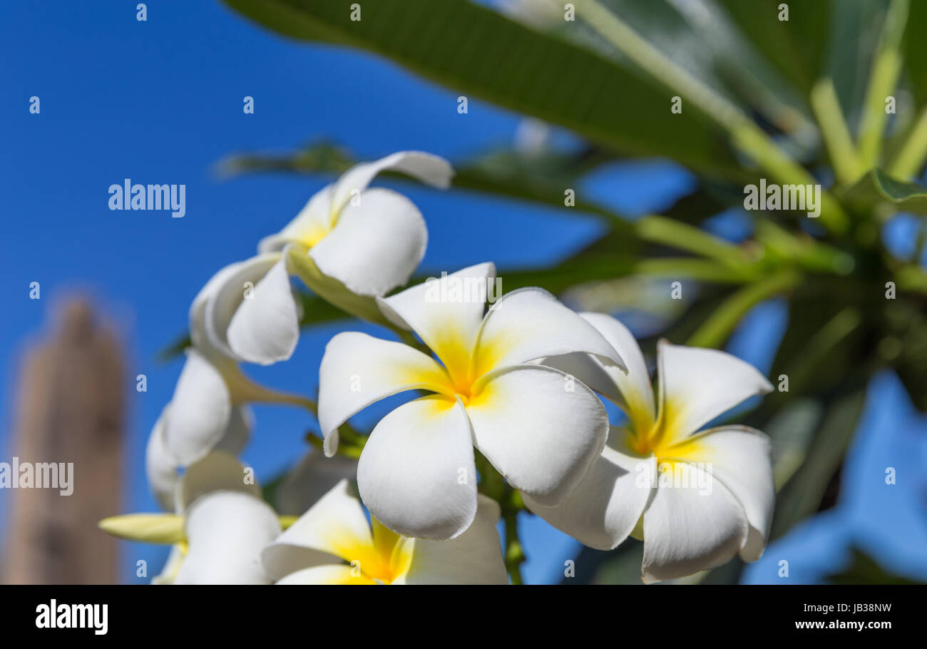 Frangipani tree flower hi-res stock photography and images - Alamy