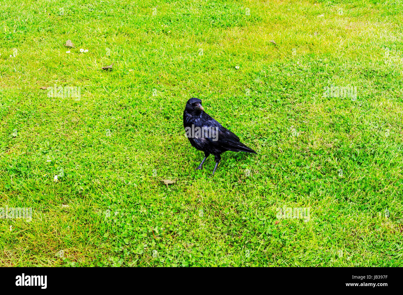Close up view on black raven, wild birds in urban garden, juicy green ...