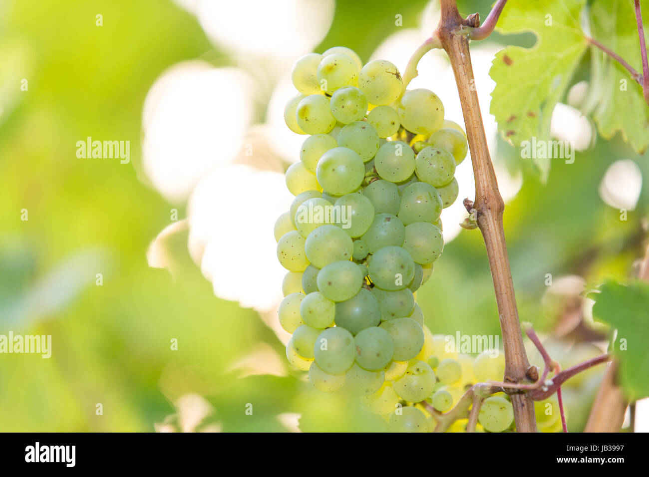Grune traube hi-res stock photography and images - Alamy