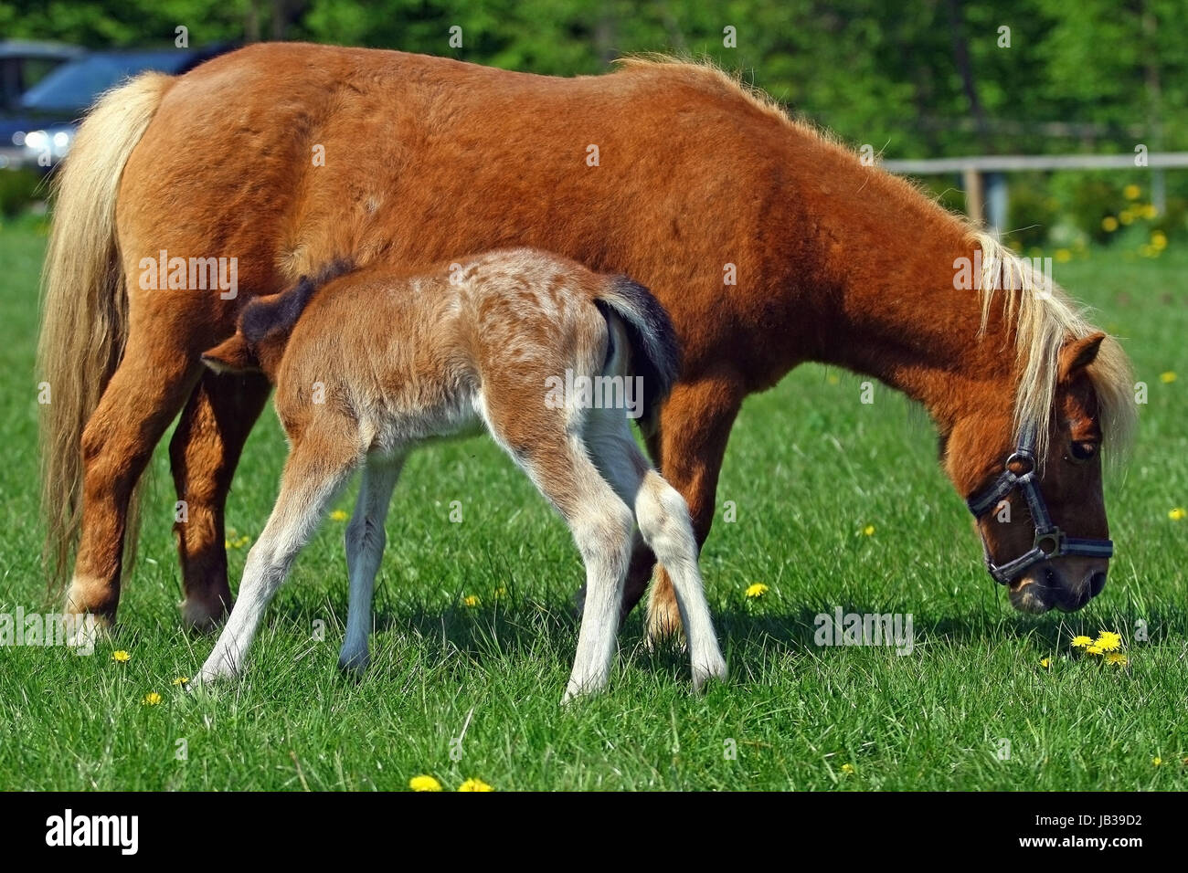 Mare feeding her foal Stock Photo - Alamy
