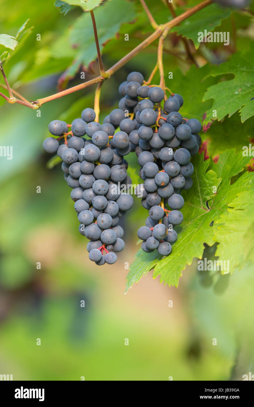 Blaue traube hi-res stock photography and images - Alamy