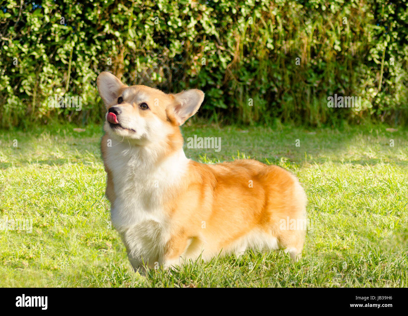 A young, healthy, beautiful, red sable and white Welsh Corgi Pembroke ...
