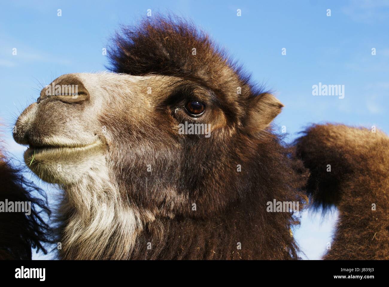 Kamelart High Resolution Stock Photography and Images - Alamy