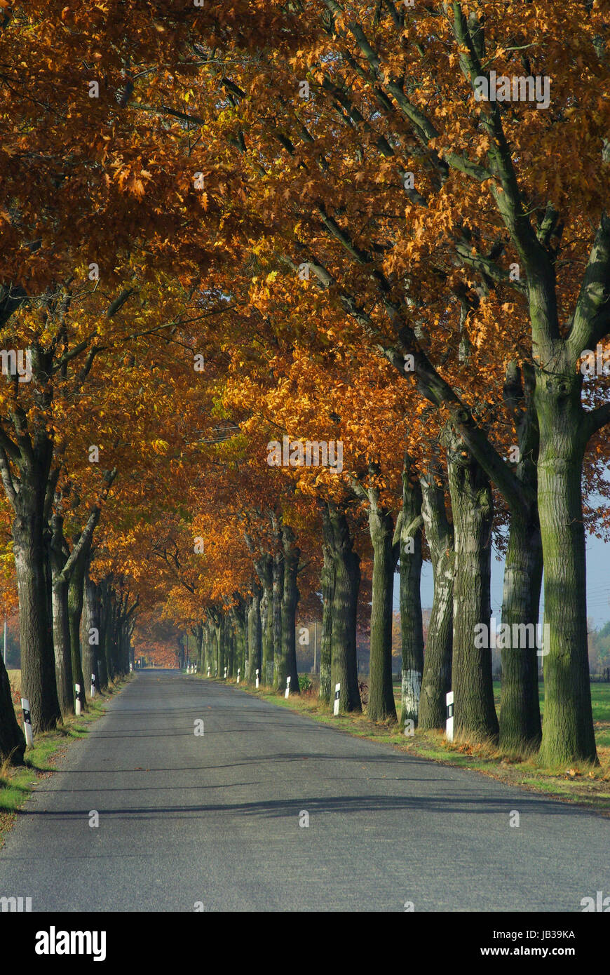 Allee im Herbst - avenue in fall 13 Stock Photo - Alamy