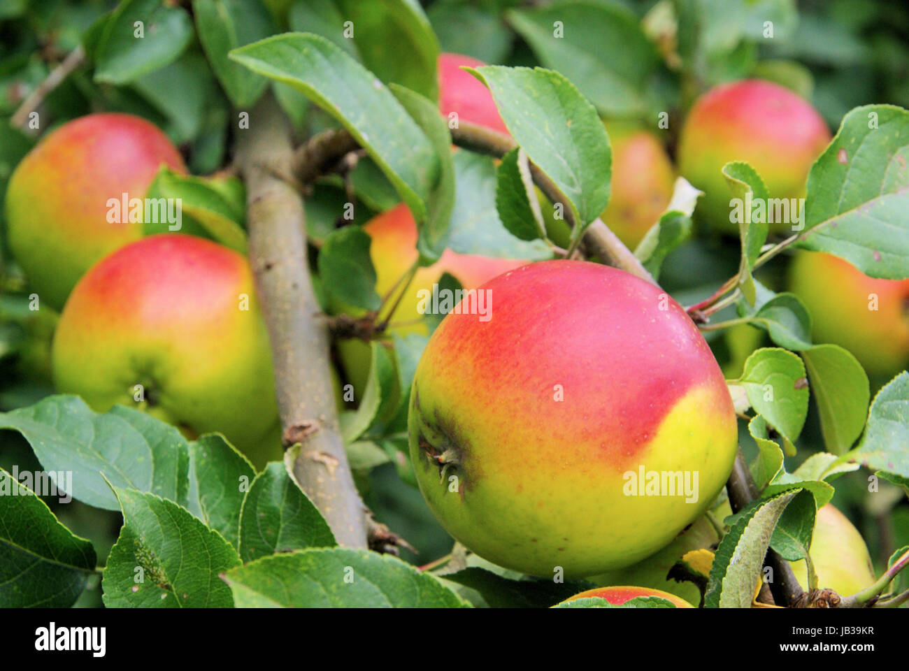 Apfel am Baum - apple on tree 118 Stock Photo - Alamy