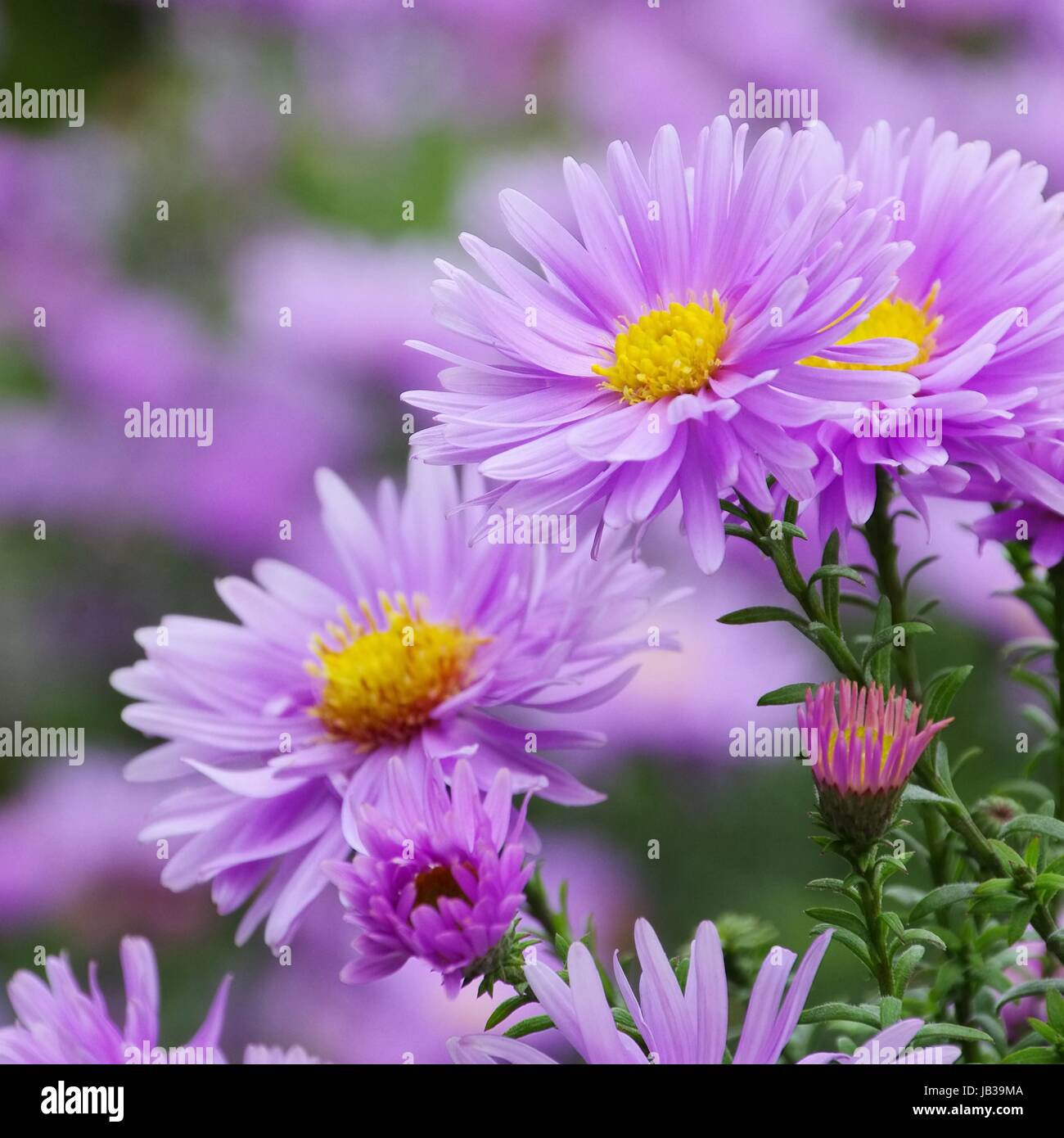 Aster Novi Belgii 02 Stock Photo - Alamy