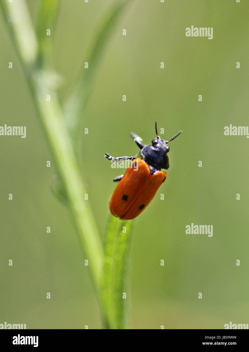 four point ants leaf beetle (clytra quadripunctata Stock Photo - Alamy