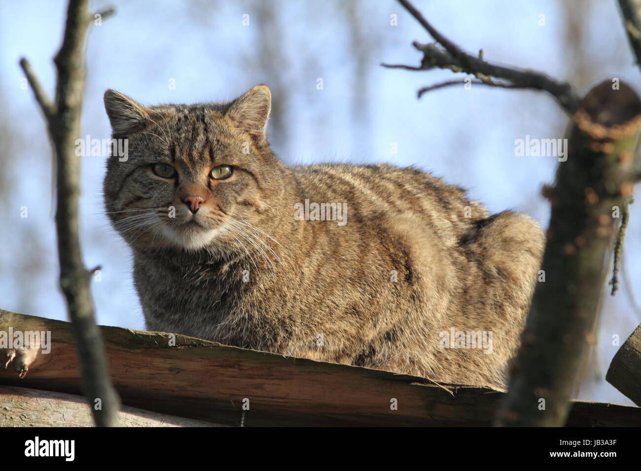 european wildcat or forest cat Stock Photo - Alamy