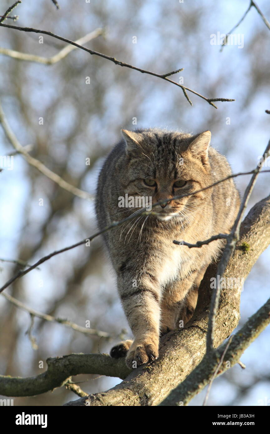 european wildcat or forest cat Stock Photo - Alamy