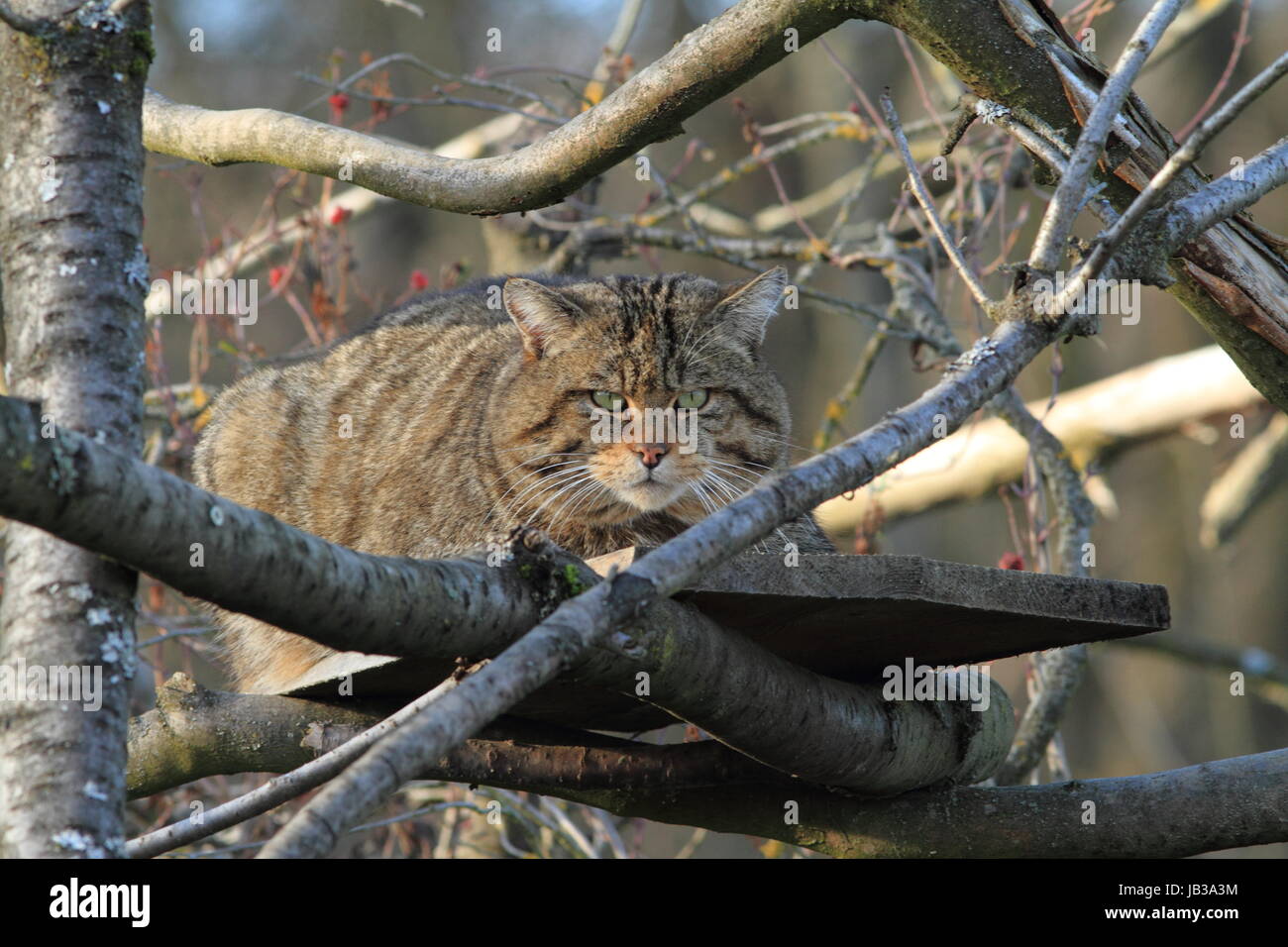 european wildcat or forest cat Stock Photo - Alamy