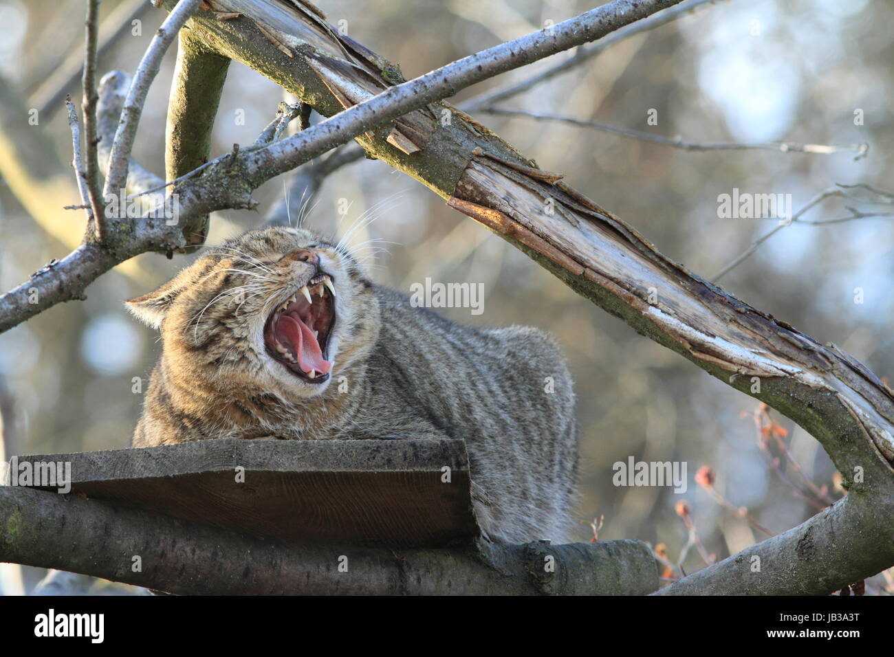 feline predator predator Stock Photo - Alamy