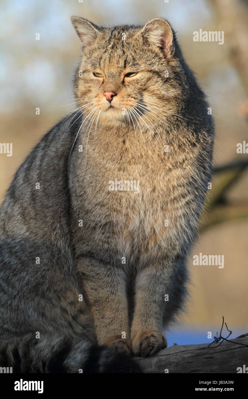 european wildcat or forest cat Stock Photo - Alamy