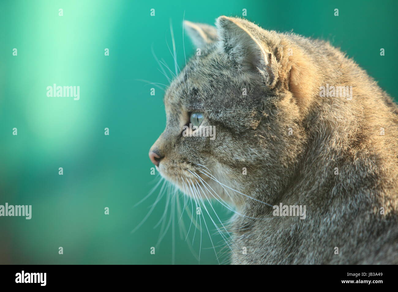 feline predator predator Stock Photo - Alamy