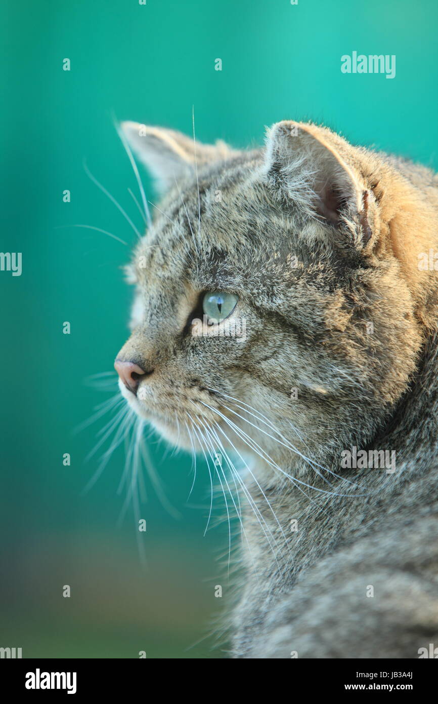 european wildcat or forest cat Stock Photo - Alamy