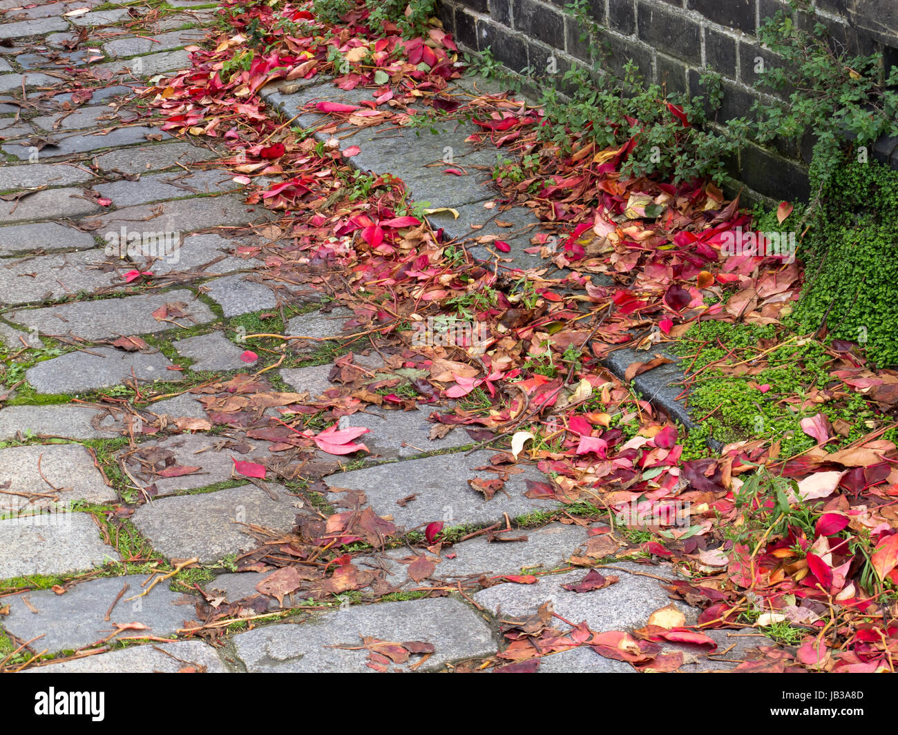 Autumn leaves fallen on old cobblestones Stock Photo - Alamy