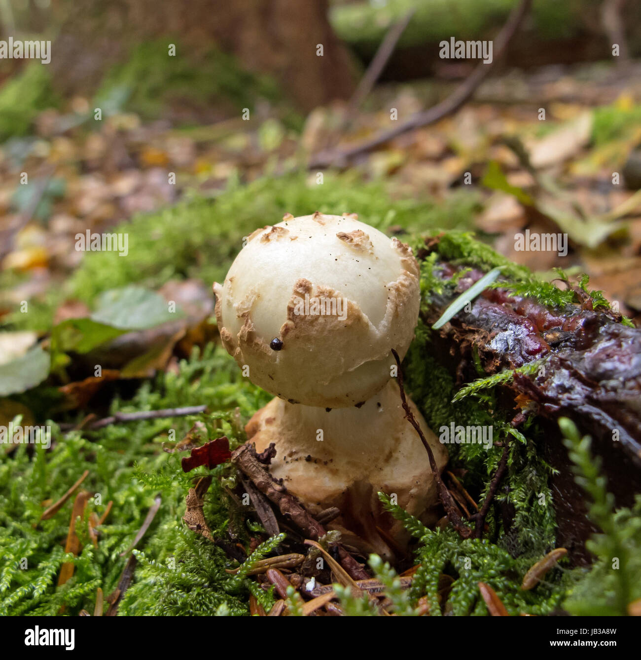Newly emerged toadstool fungus in woodland Stock Photo - Alamy