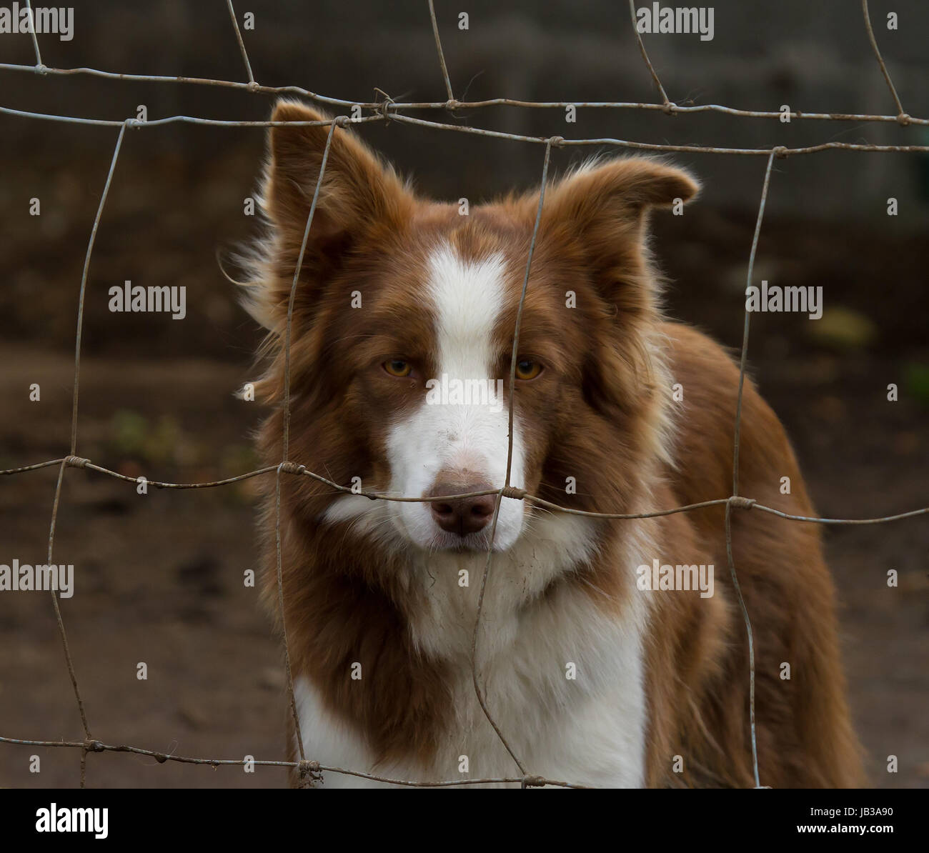 Working farm dog Border Collie behind wire fence Stock Photo - Alamy