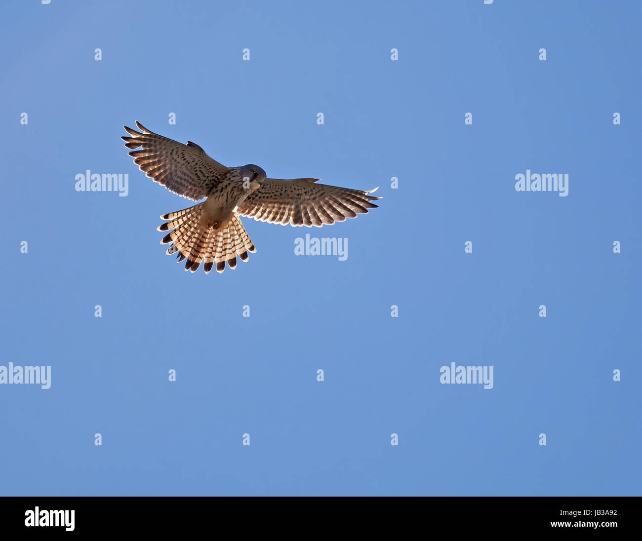 Common Kestrel hovering backlit against blue sky Stock Photo - Alamy