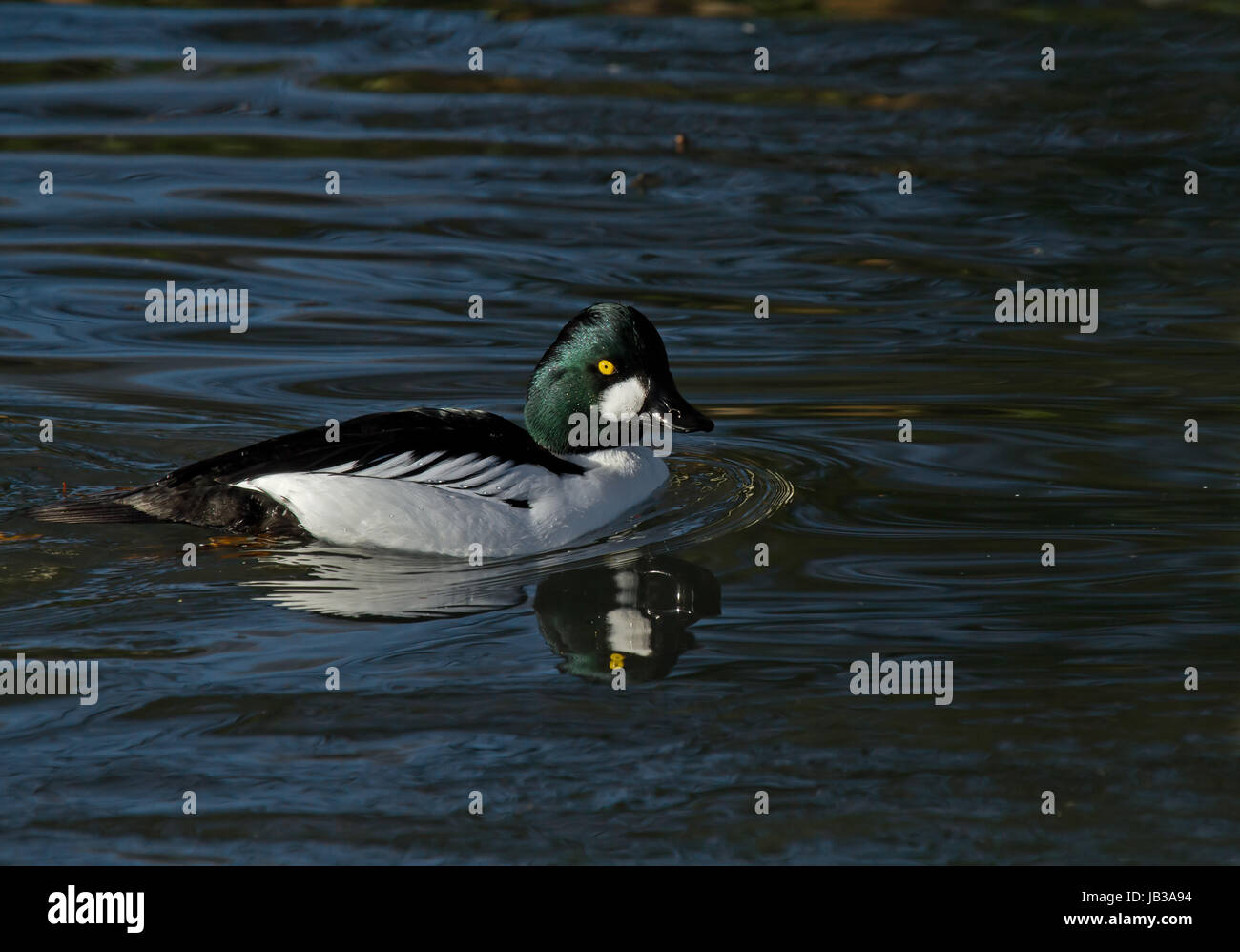 Male Common Goldeneye duck showing off iridescent plumage Stock Photo ...