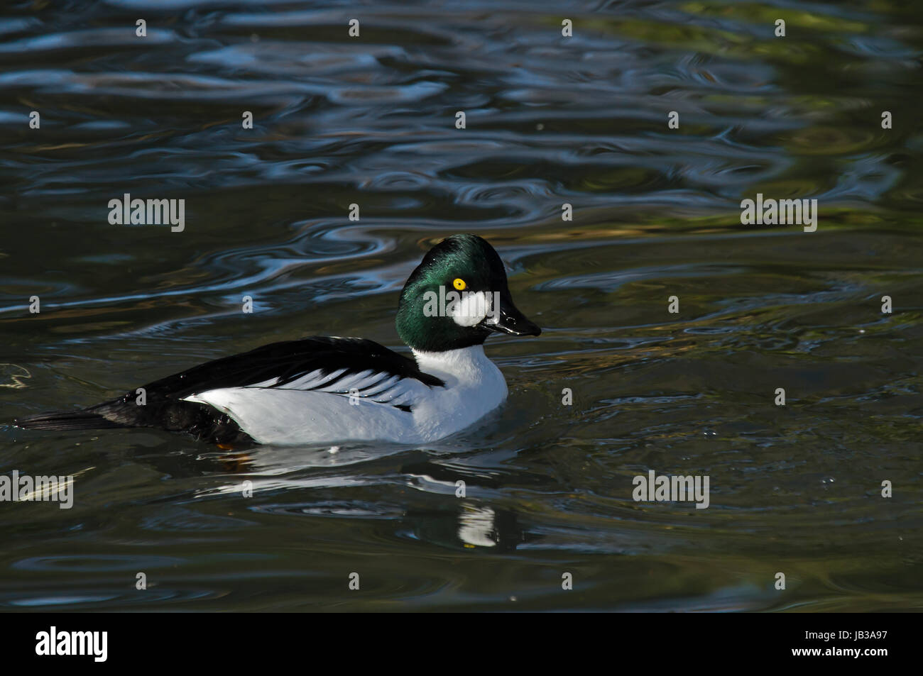 Male Common Goldeneye with ripples and reflection Stock Photo - Alamy
