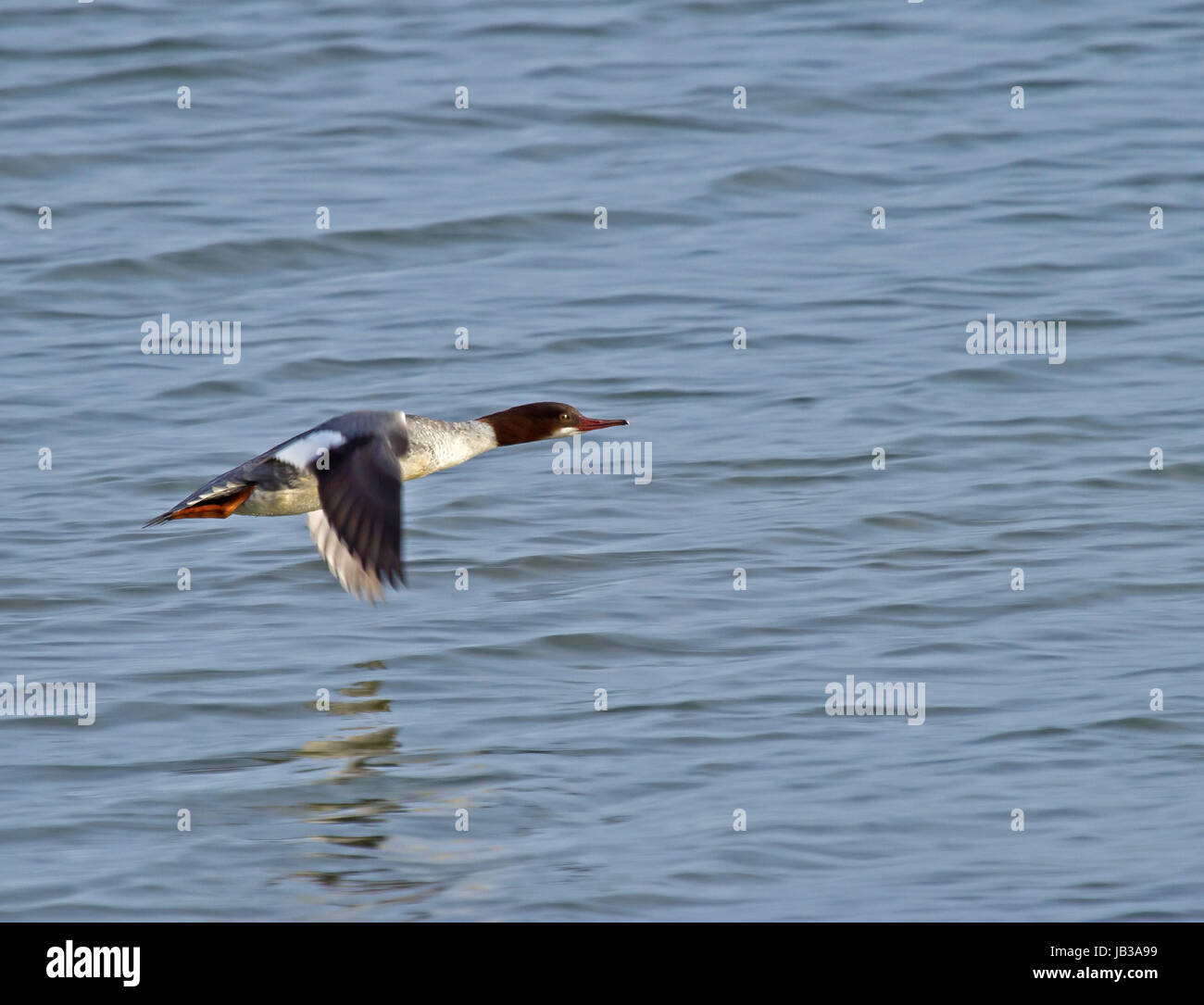 Female or immature redhead Goosander in flight Stock Photo - Alamy